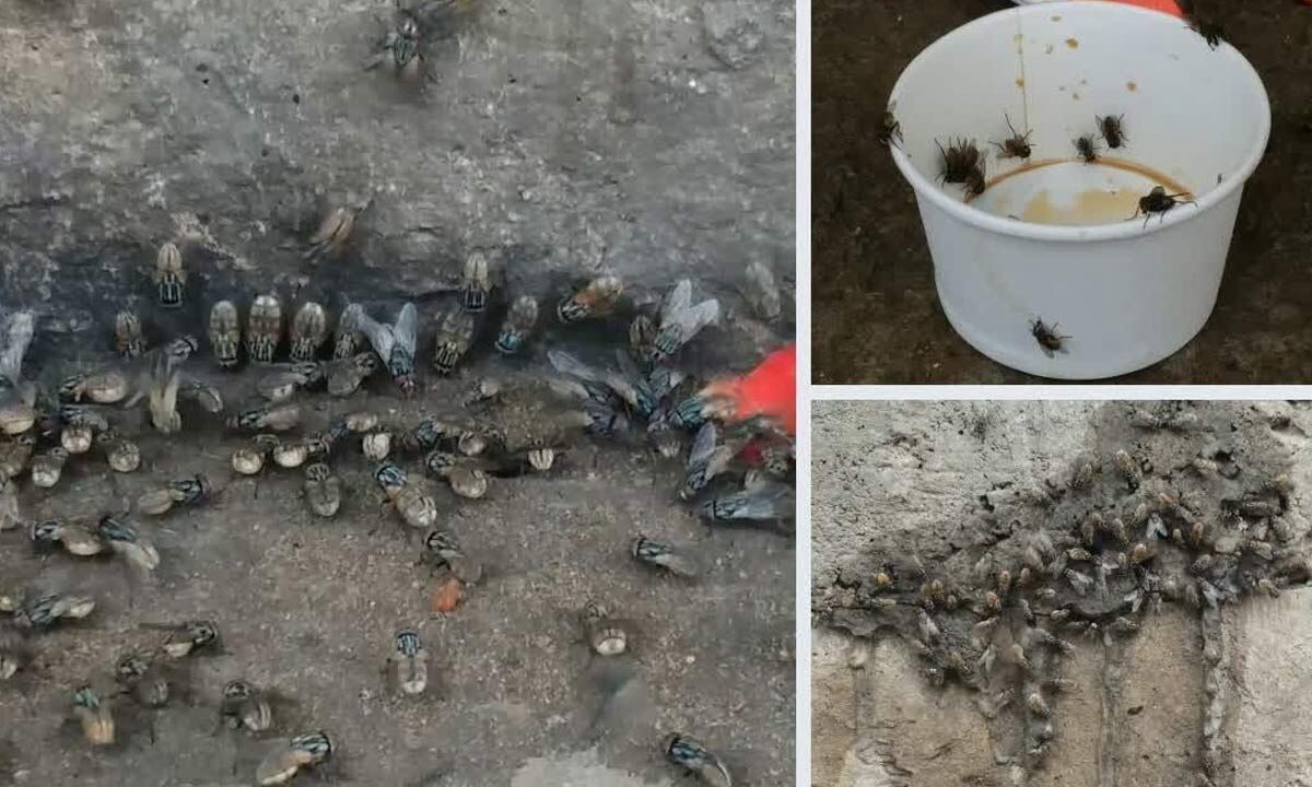 ZP CEO warns of closure of poultry farms if fly menace continues