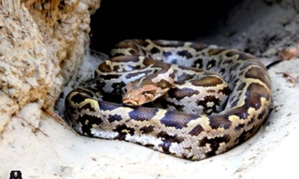 Two years after 'protected' python swallows hens, Kerala farmer gets Rs ...