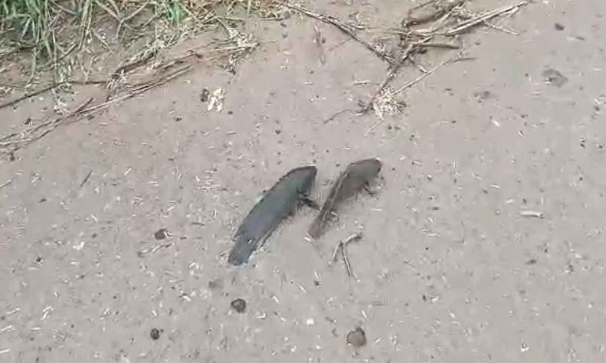 Strange fish crawling on the road..people looking in surprise