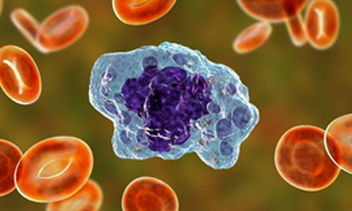 New macrophage discovery could revolutionize lung repair therapy