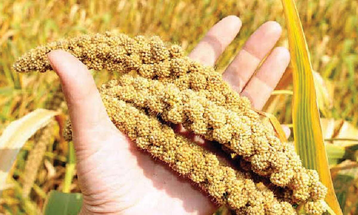 Millets back in focus, thanks to health consciousness