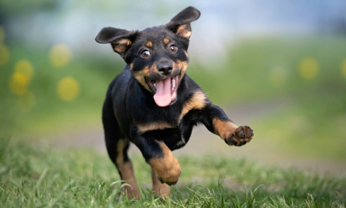 Pet dog attacked by miscreants