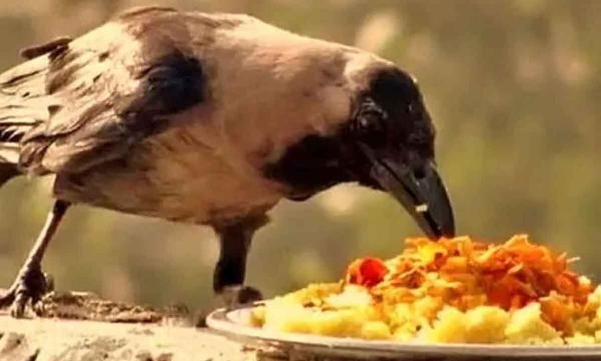 Pitru Paksha 2024: The Significance of Feeding Crows During Shraddha Karma