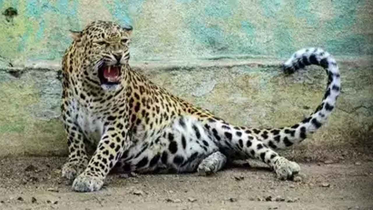 Leopard spotted at Lala Cheruvu in Rajamahendravaram