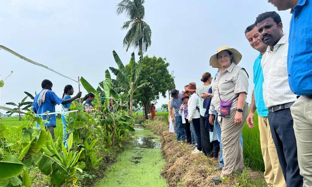 Paddy compact blocks attract Mexican team