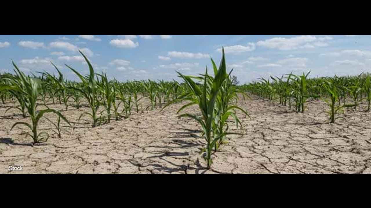 Protect drying crops