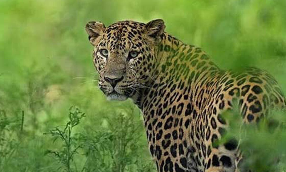 Leopard attack triggers fear among residents