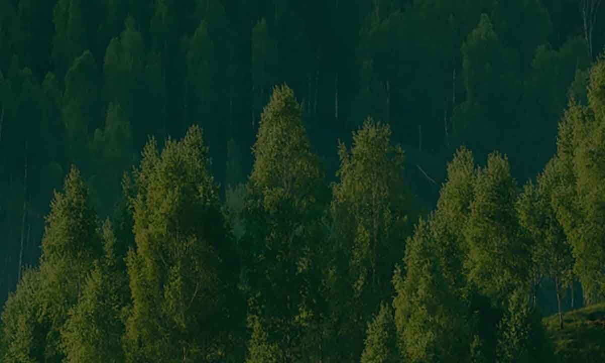 JICA & BCG Unveil the “Forest Stack” at COP 29: A Visionary Concept for ...