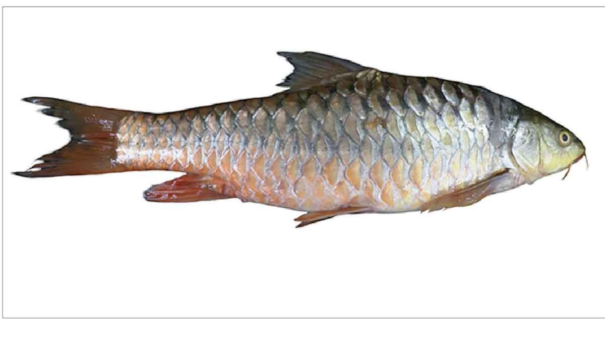 Two Mahseer fish species discovered in southern Odisha