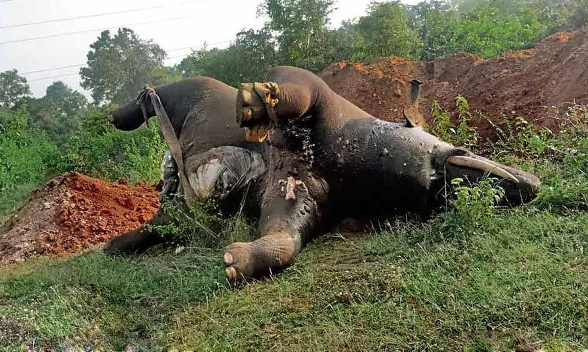 Karnataka witnesses rise in elephant deaths and human-wildlife conflict