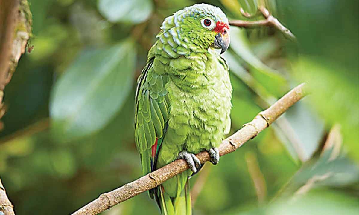 150 parakeets, pigeons rescued