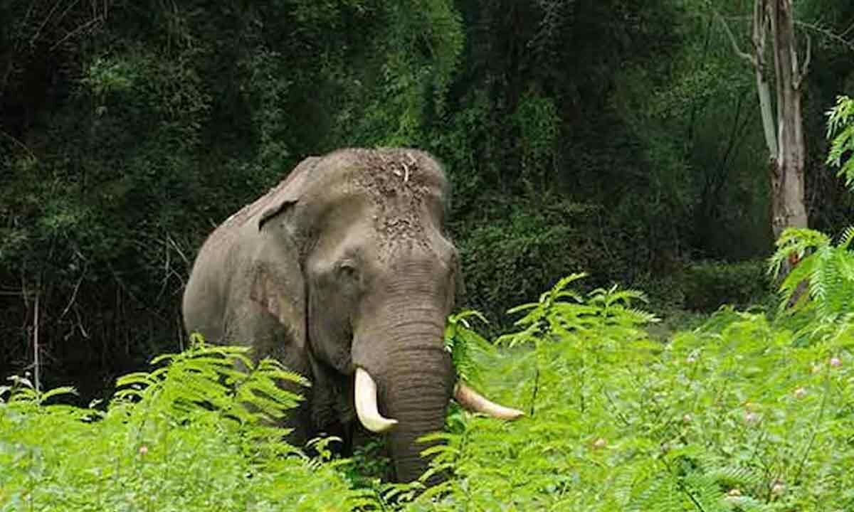 Man Trampled To Death By Wild Elephant In Kerala’s Ernakulam, Sparks ...