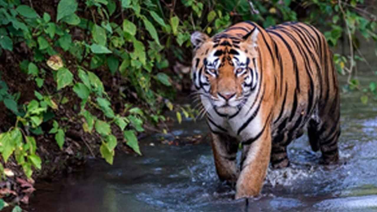 MP govt names wildlife sanctuary after B.R. Ambedkar