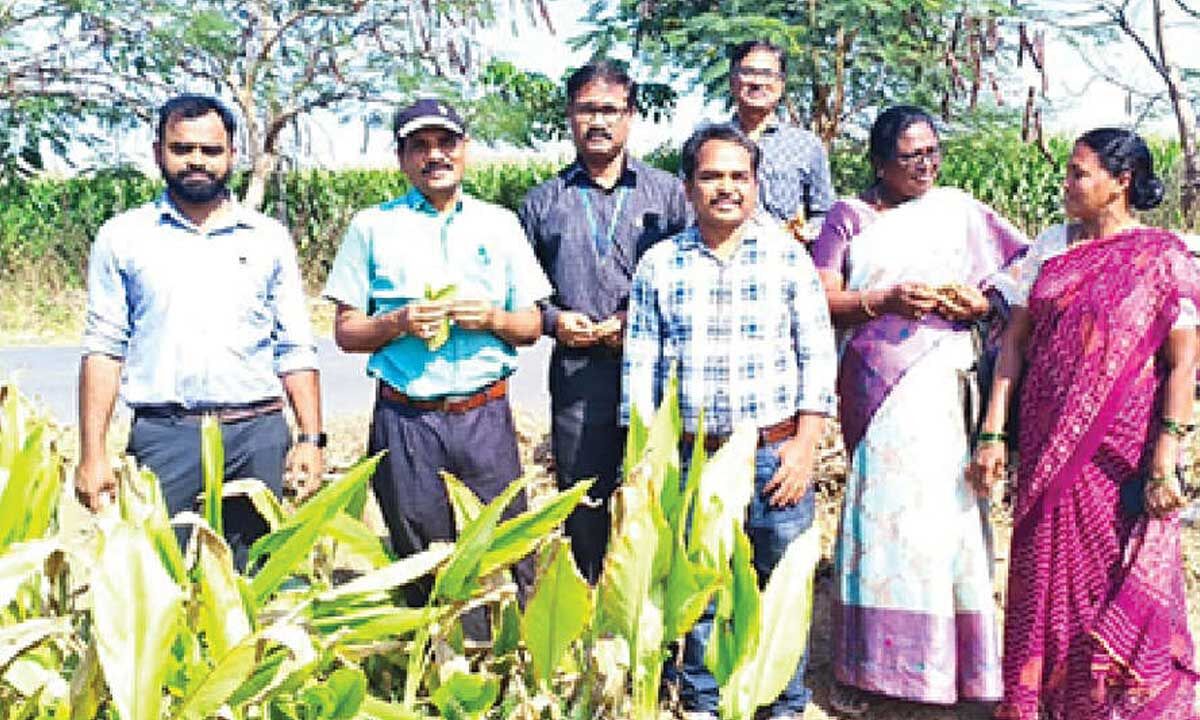 Scientists conduct field study for securing GI tag to Armur Turmeric