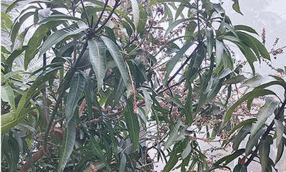 Thick fog worries horticulture farmers