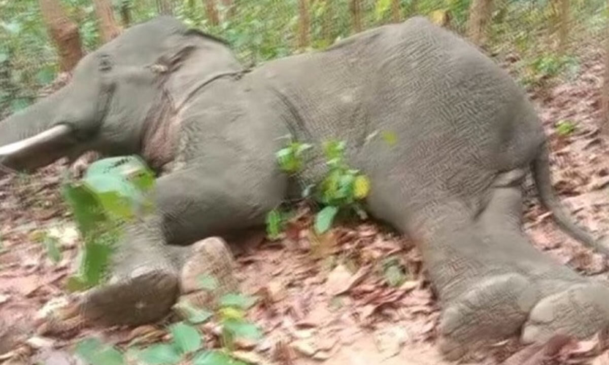 Elephant carcass found in Ganjam