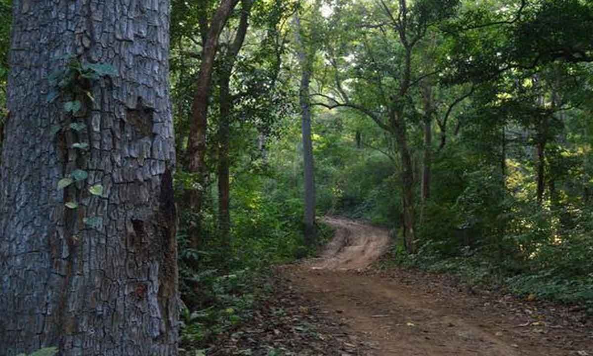 Forest Cover in Andhra Pradesh Increases by Over 95 Sq. Km Across 10 ...