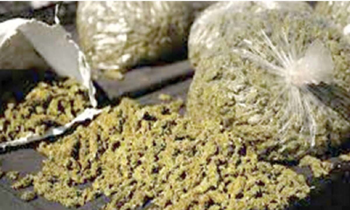 Interstate drug racket busted, 300 kg ganja seized