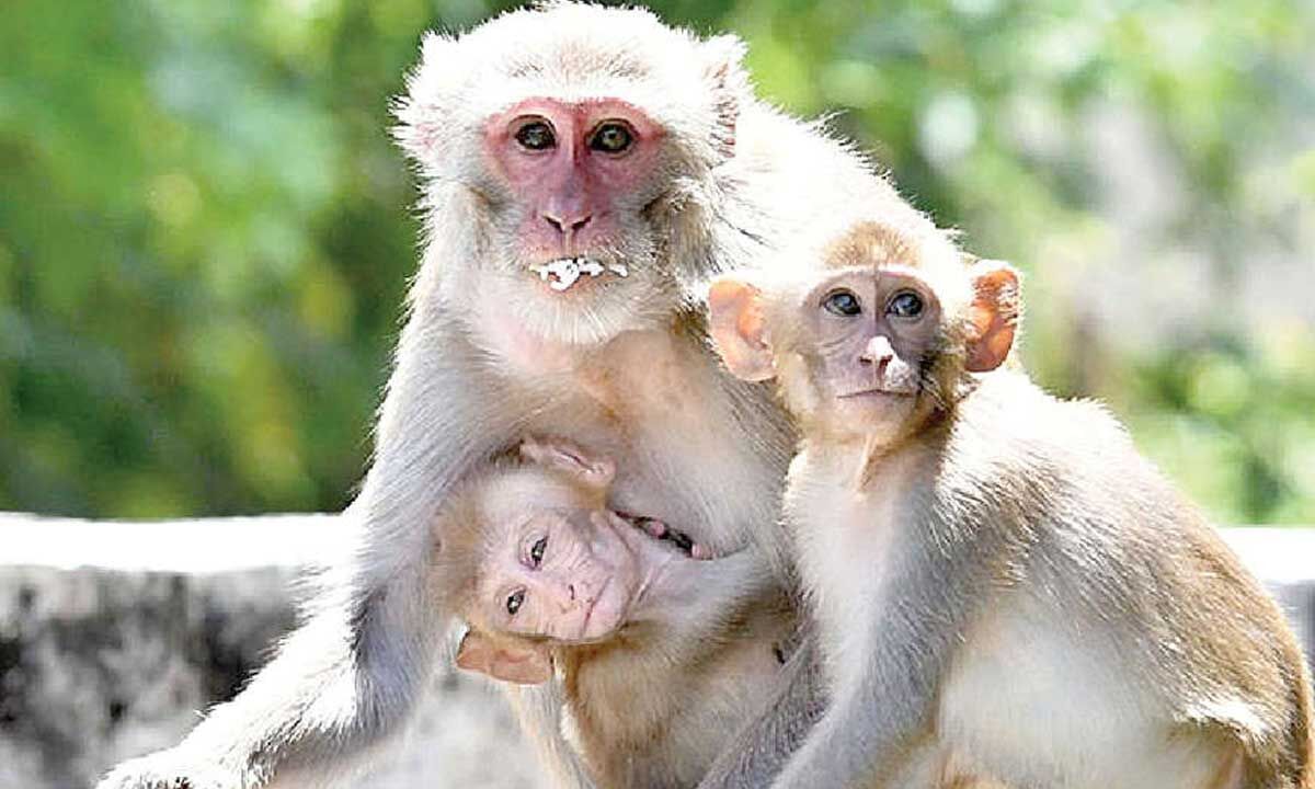 End monkey menace, seek votes: Villagers