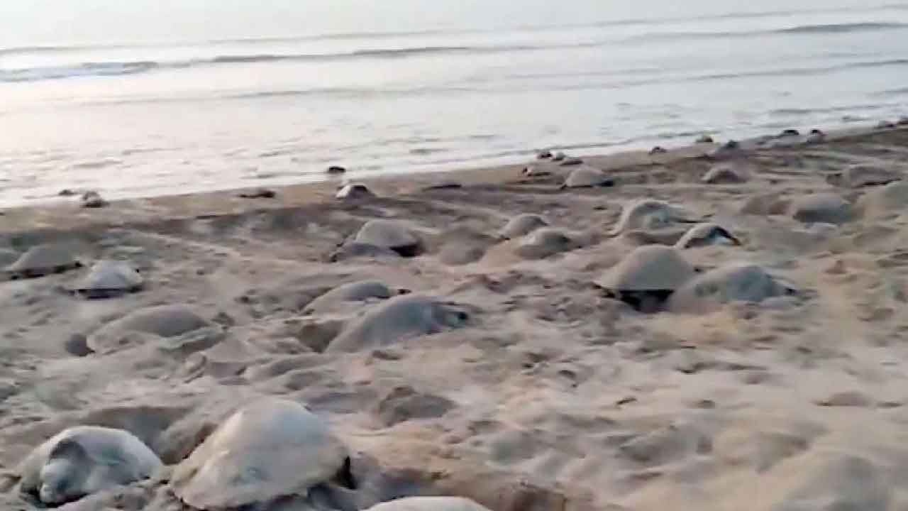 Mass nesting of Olive Ridley turtles begins near Rushikulya