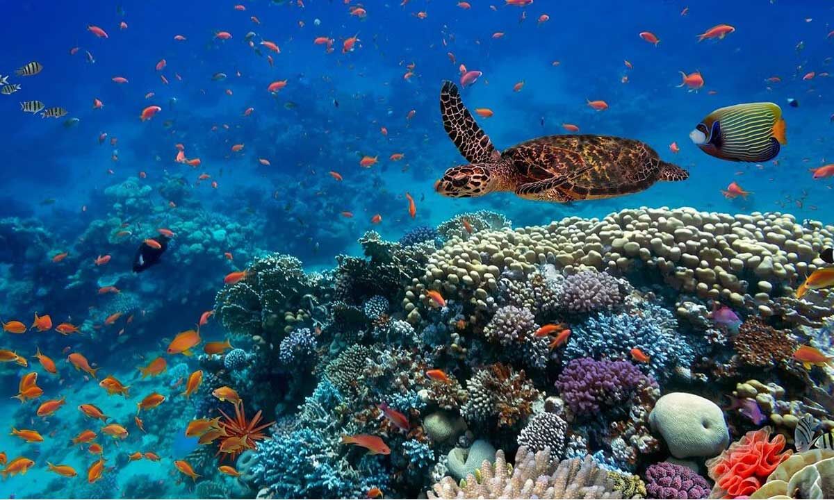 Why did life evolve to be so colourful? Research finds some answers