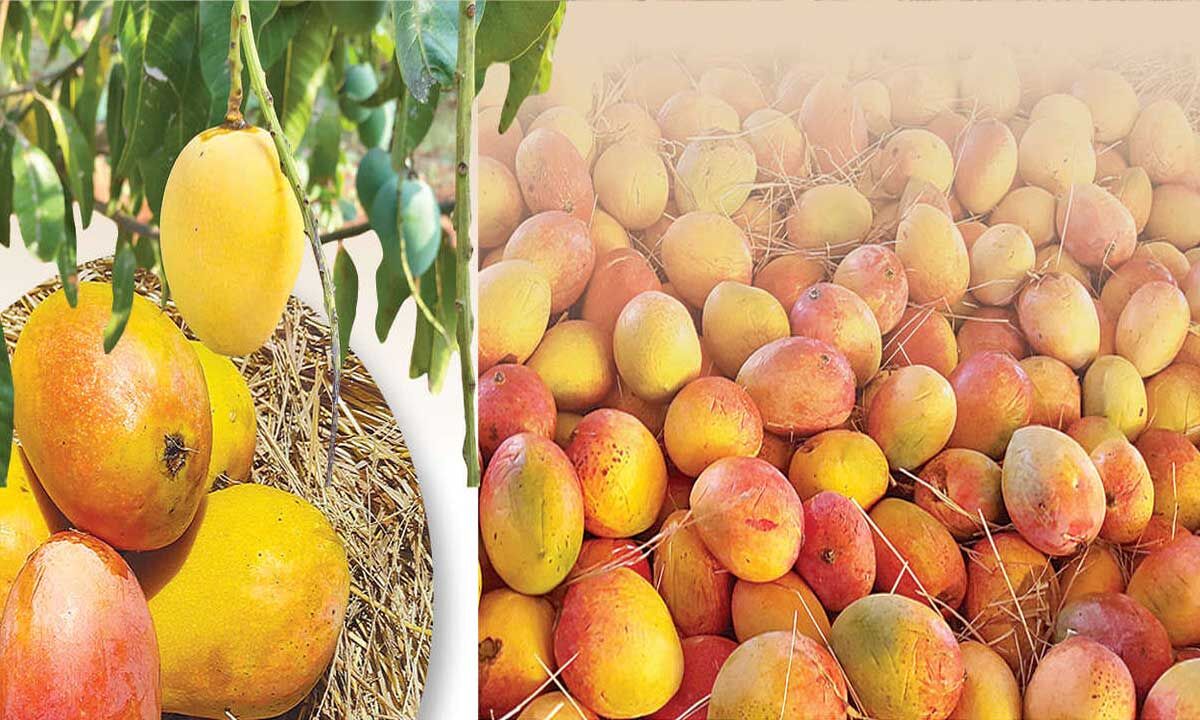 Relishing the goodness of mangoes all year long