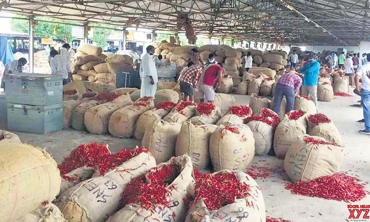 Union Agriculture Ministry Hosts Meeting to Support Chilli Farmers