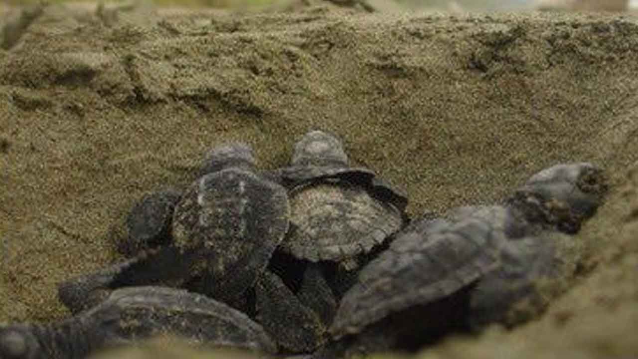 Coast Guard launches operation to protect Olive Ridleys