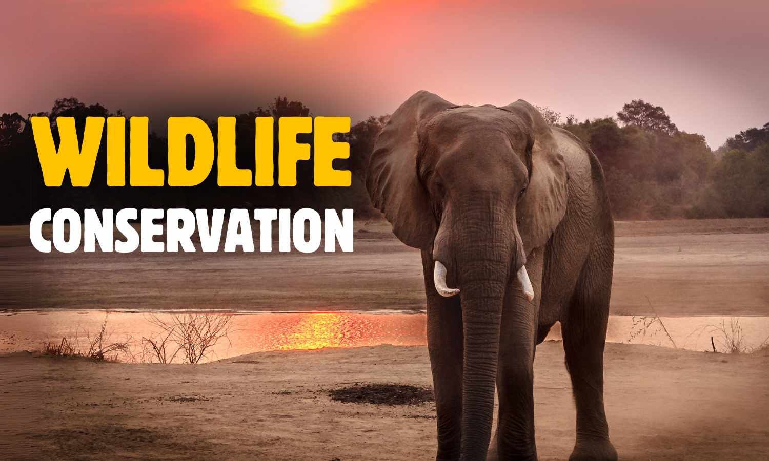 The Importance of Wildlife Conservation: Safeguarding Nature for Future ...