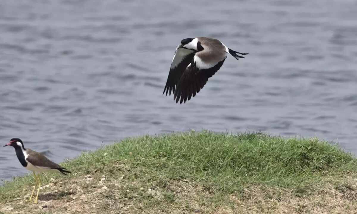 Rare Birds Defy Odds in Telangana: Indian Pitta and Spur-Winged Lapwing ...