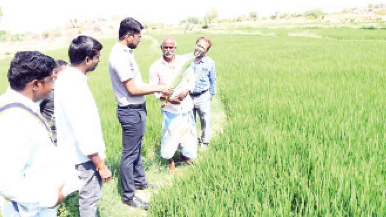 ‘Conduct’ digital crop survey accurately