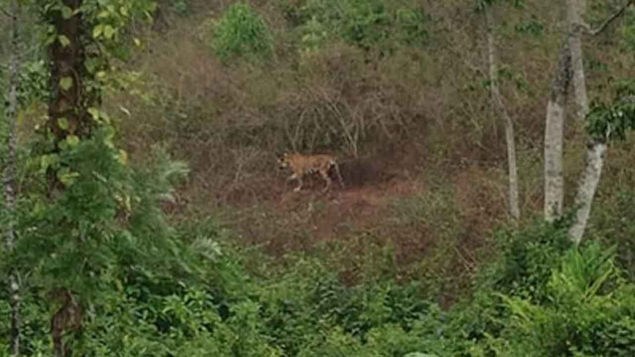 Elusive tiger shot dead after tranquilizer fails in Kerala's Idukki