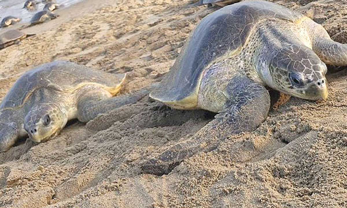 48 Olive Ridleys with metallic tags return to Odisha coast