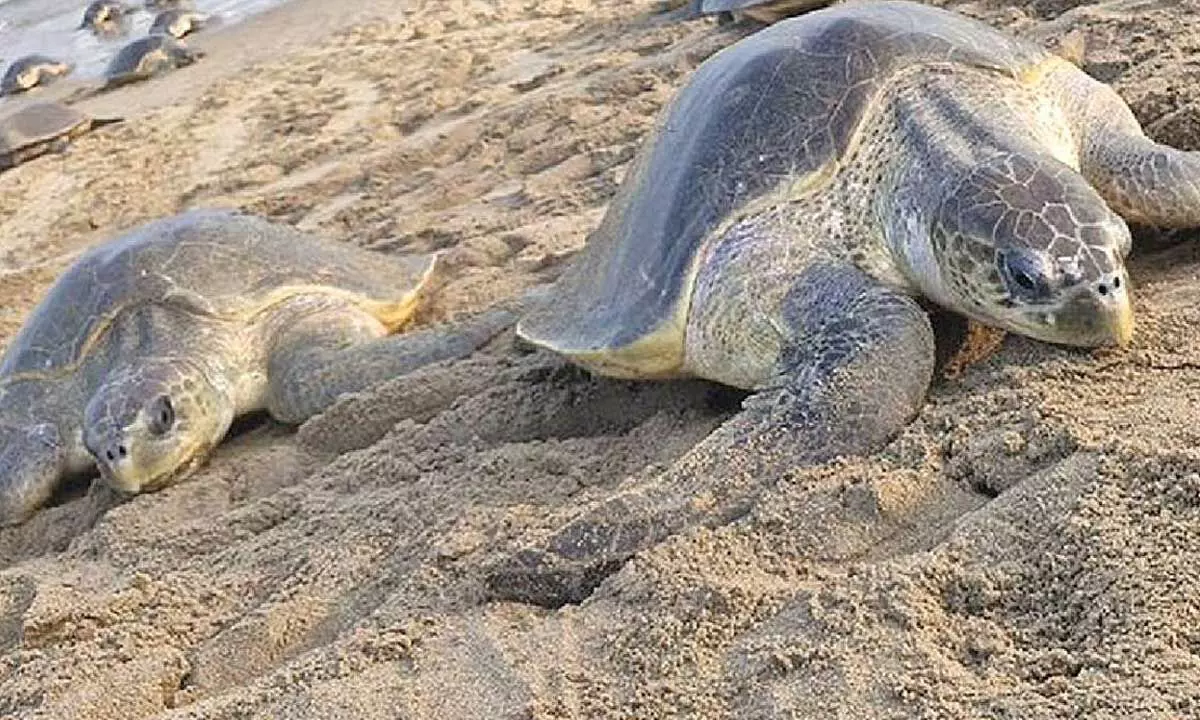 48 Olive Ridleys with metallic tags return to Odisha coast