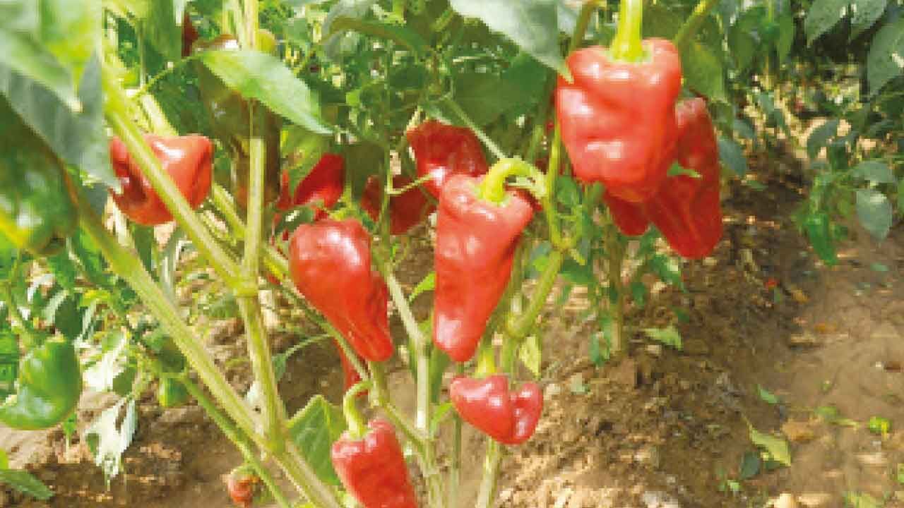 Warangal Chapata Chilli gets GI tag