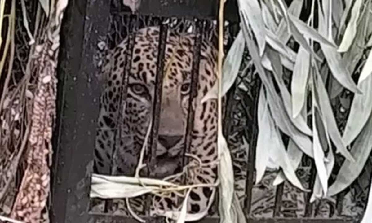 Prowling leopard gets trapped in cage on Tirupati’s Sri Venkateswara ...
