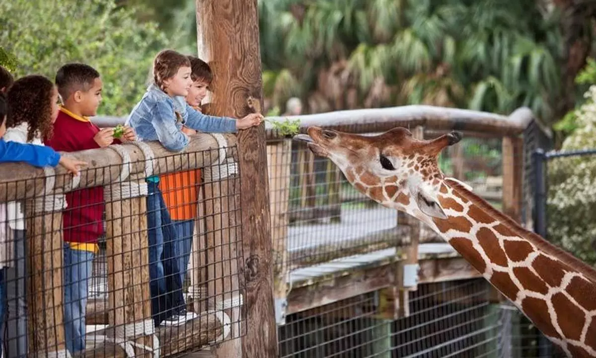 National Zoo Lovers Day: Celebrating wildlife, conservation, and curiosity