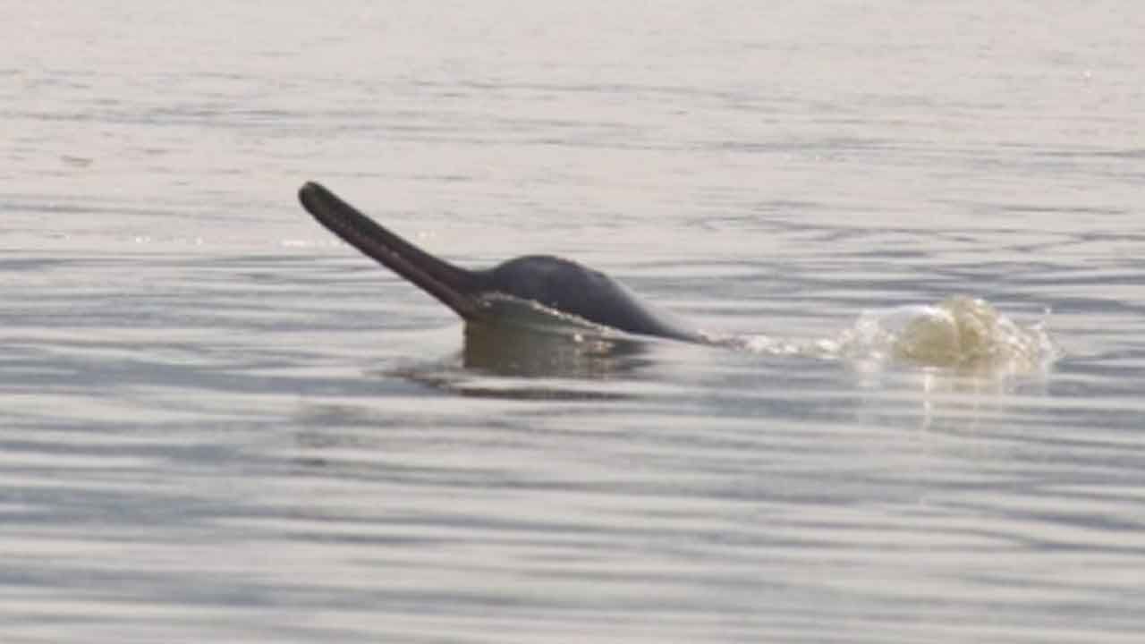 Dolphins find safe haven along Gujarat’s coastline; 680 sighted in ...