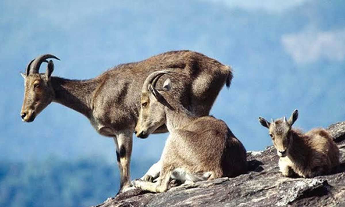Tamil Nadu to conduct Nilgiri Tahr survey from April 24-27 with Kerala forest dept
