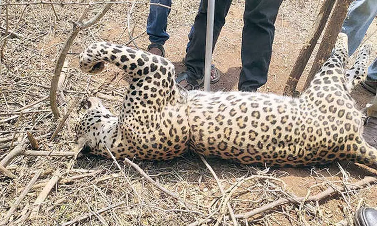 2-yr old pregnant leopard dies after trapped in a snare