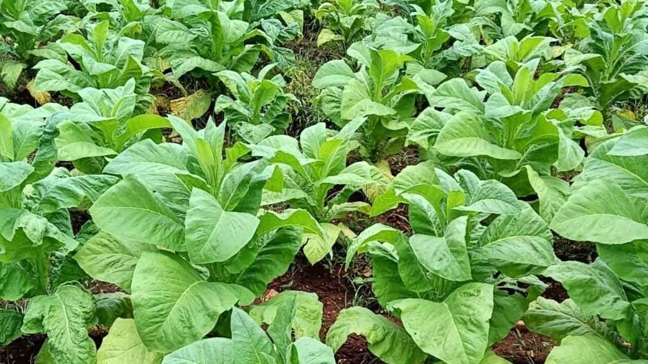 Tobacco cultivation declines due to health concerns