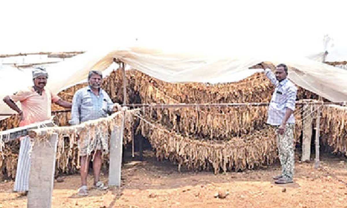 Tobacco turns bitter for farmers