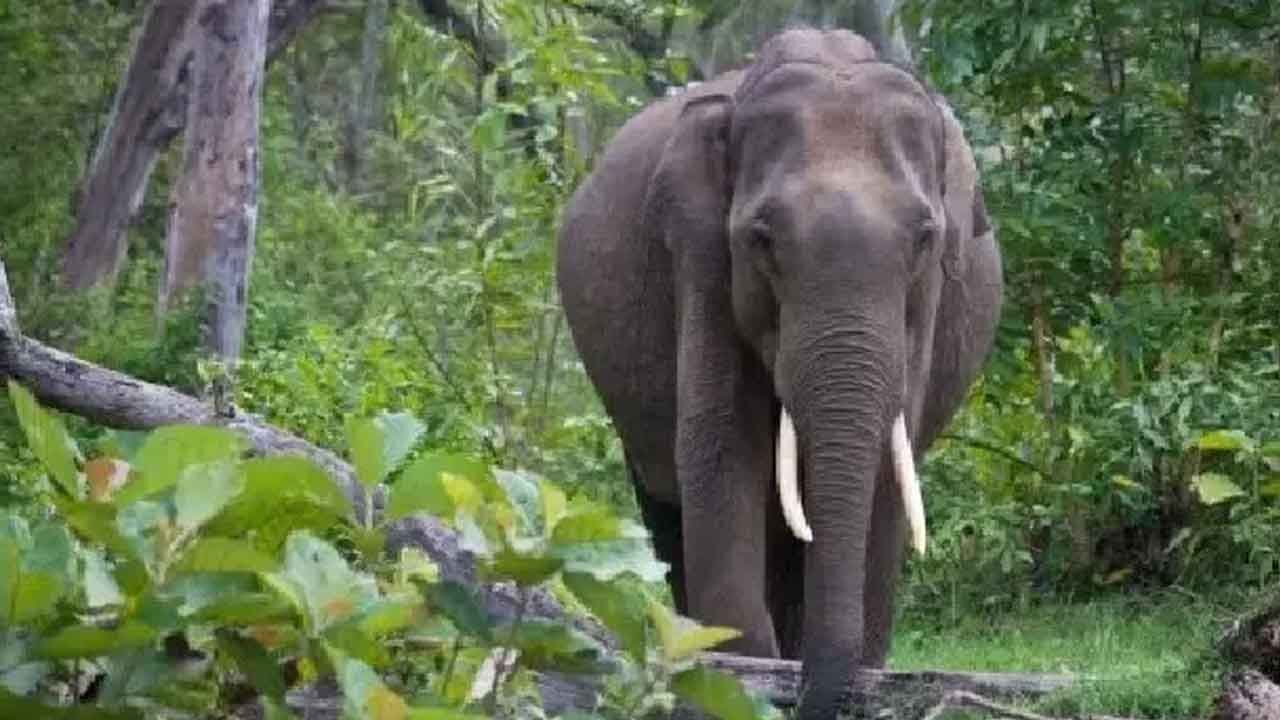 Elephant fatally attacks woman rubber tapper