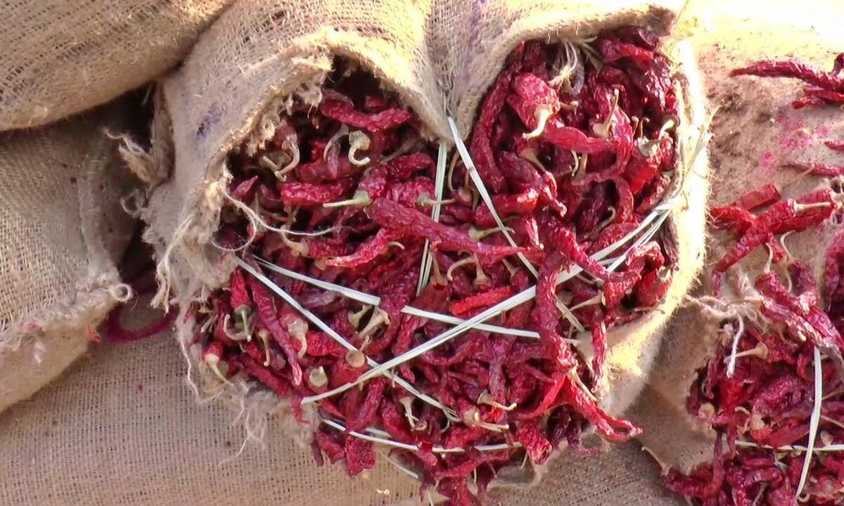 World-renowned Byadagi chillies sees fall in price as production spikes