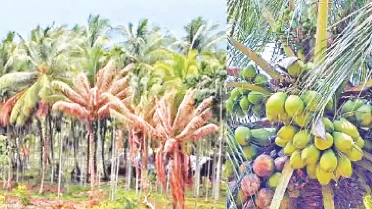 28 lakh diseased coconut trees face axe in TN