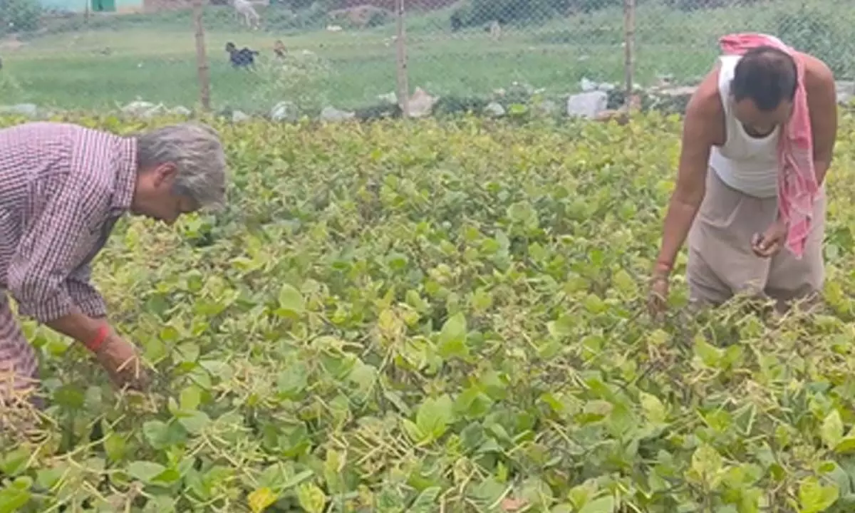 Bihar: Jamui farmers express satisfaction with PM-KISAN scheme