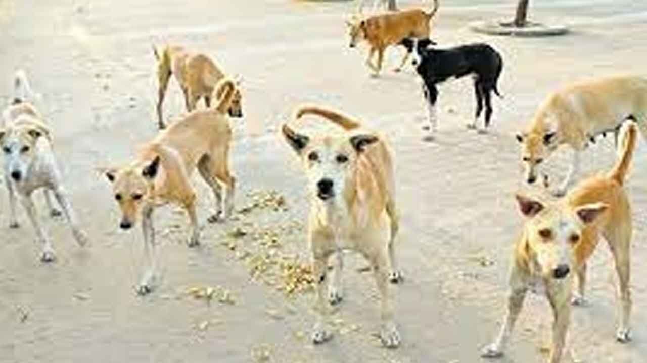Chennai corporation to launch vaccination, sterilisation drive for stray dogs after five year gap