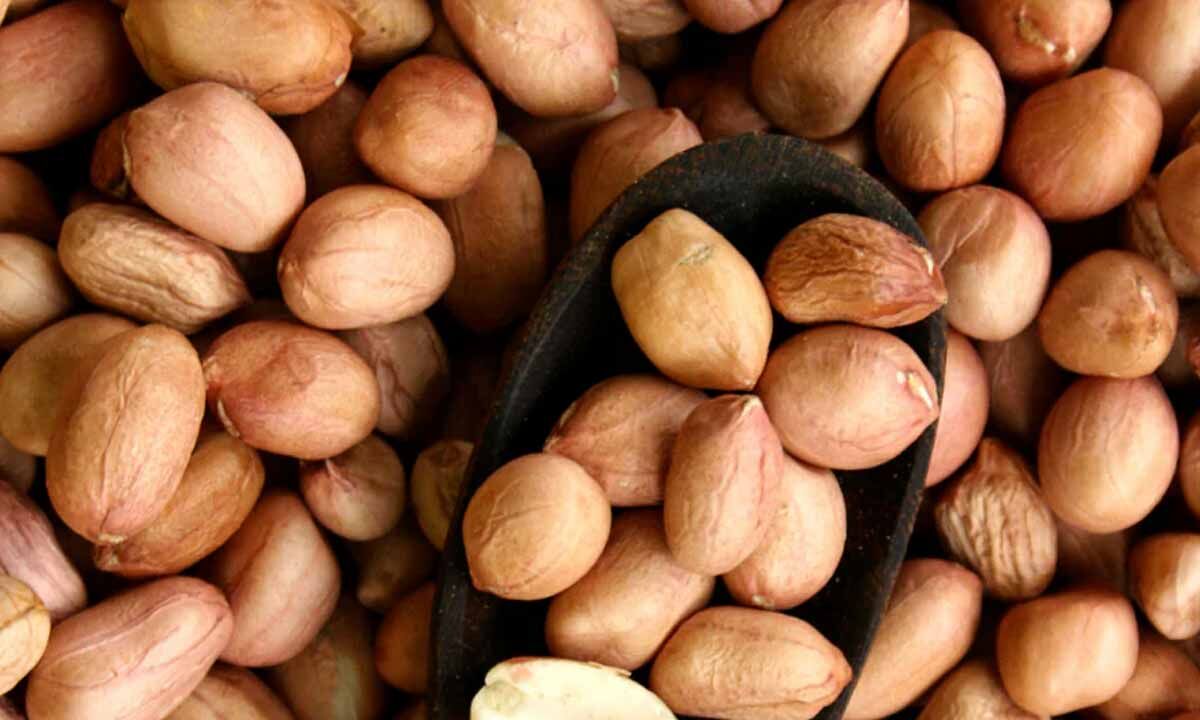 Groundnut seed registration begins from today