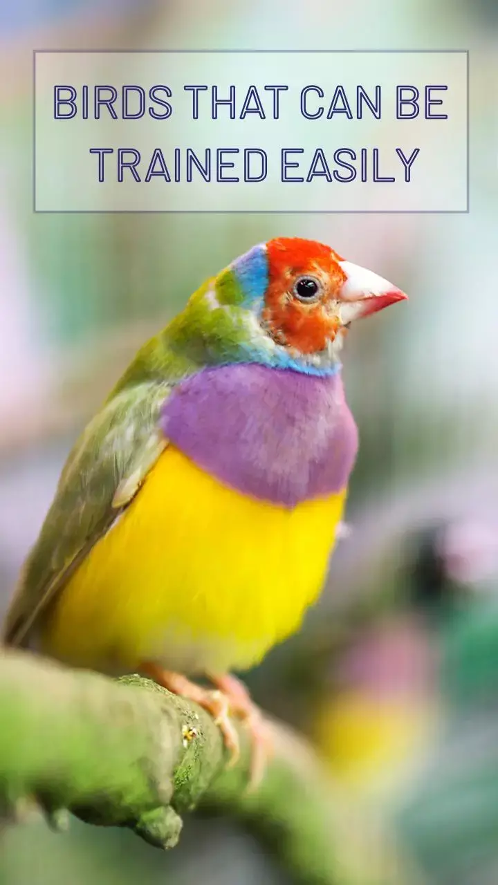 Bird Species That Are Easy to Train