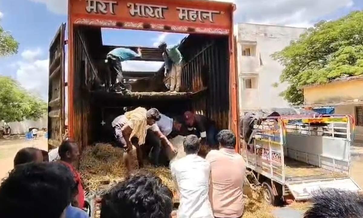 Over 70 Cattle Illegally Transported from Vijayawada to Hyderabad ...